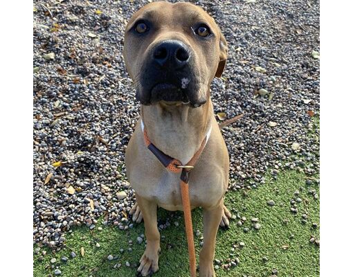 Phoenix, AZ - Shar Pei/Rhodesian Ridgeback. Meet HALO a Pet for ...