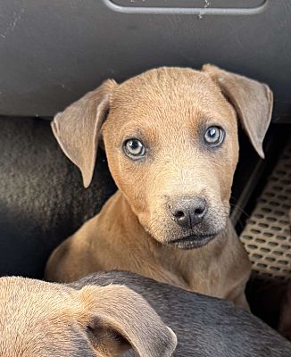 Freehold, NJ - Blue Lacy/Texas Lacy/Labrador Retriever. Meet Diesel a ...