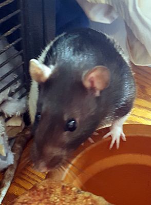 St. Paul, MN - Rat. Meet Angelina a Pet for Adoption - AdoptaPet.com