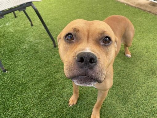 Phoenix, AZ - American Pit Bull Terrier. Meet WINNIE a Pet for Adoption ...