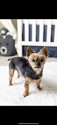 Suffolk, VA - Yorkie, Yorkshire Terrier. Meet Max a Pet for Adoption ...