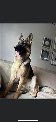 Baltimore, MD - German Shepherd Dog. Meet Leia Mae a Pet for Adoption ...