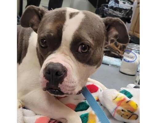 Indianapolis, IN - American Pit Bull Terrier. Meet SUGAR a Pet for ...