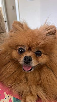 Atlanta, GA - Pomeranian. Meet Anne Margaret a Pet for Adoption ...