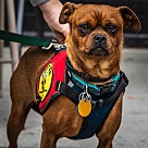 Pug Puppies - Pug Rescue and Adoption Near You