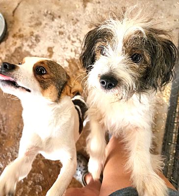 Southbury, CT - Wirehaired Fox Terrier/Shih Tzu. Meet Bo ~ meet me! a ...
