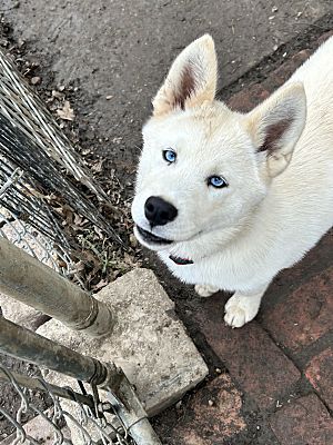Brunswick, OH - Siberian Husky/Samoyed. Meet Torvi a Pet for Adoption ...