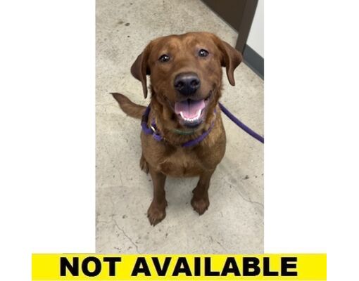 Eugene, OR - Labrador Retriever/Mixed Breed (Medium). Meet Ruby a Pet for Adoption - AdoptaPet.com