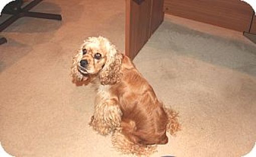 Kannapolis, NC - Cocker Spaniel. Meet Ginger - Adopted! a Pet for ...