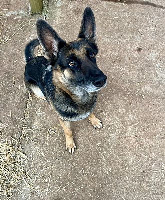 Dallas, GA - German Shepherd Dog. Meet Layla a Pet for Adoption ...