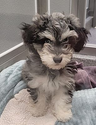 Silverdale, WA - Poodle (Miniature)/Havanese. Meet Merle a Pet for ...