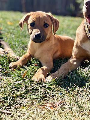 Fort Collins, CO - Shepherd (Unknown Type)/Labrador Retriever. Meet ...