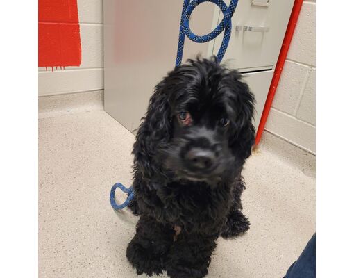 Murray, UT - Cocker Spaniel. Meet Shadow a Pet for Adoption - AdoptaPet.com