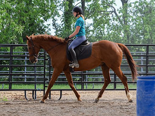 Nicholasville, KY - Thoroughbred. Meet Quick Praise a Pet for Adoption ...