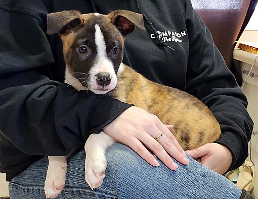 Southbury, CT - Boxer/Rat Terrier. Meet Creed ~ meet me! a Pet for ...
