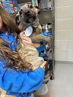 Cookeville, TN - Feist. Meet *SHEP* a Pet for Adoption - AdoptaPet.com