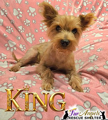 Toledo, OH - Yorkie, Yorkshire Terrier. Meet King a Pet for Adoption ...