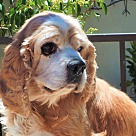 Cocker Spaniel Puppies - Rescue and Adoption Near You