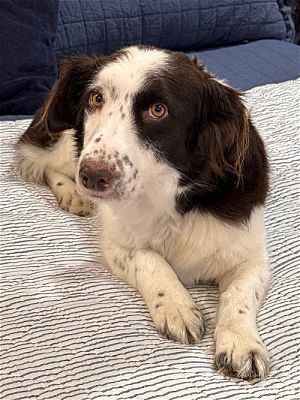 Newport Beach, CA - Springer Spaniel. Meet Katie a Pet for Adoption ...