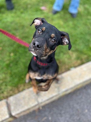 Warwick, RI - Rottweiler/Terrier (Unknown Type, Medium). Meet Rocket ...