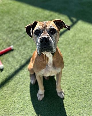 Edmond, OK - Boxer. Meet Boomer *Foster Needed* a Pet for Adoption ...