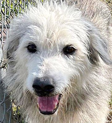 Boulder, CO - Schnauzer (Standard)/Bearded Collie. Meet Schnitzel a Pet ...