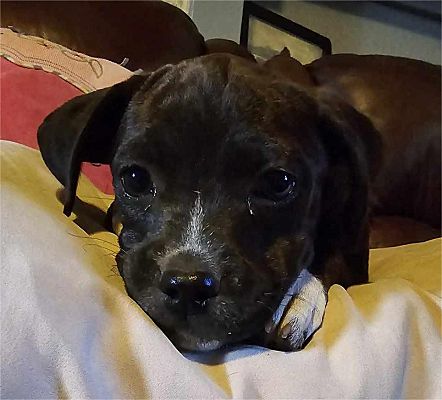 Portland, OR - Whippet/Corgi. Meet Midnight a Pet for Adoption ...