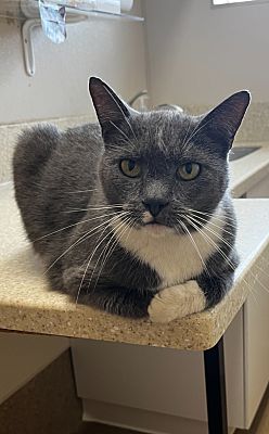 Columbus, OH - Domestic Shorthair. Meet Colt a Pet for Adoption ...