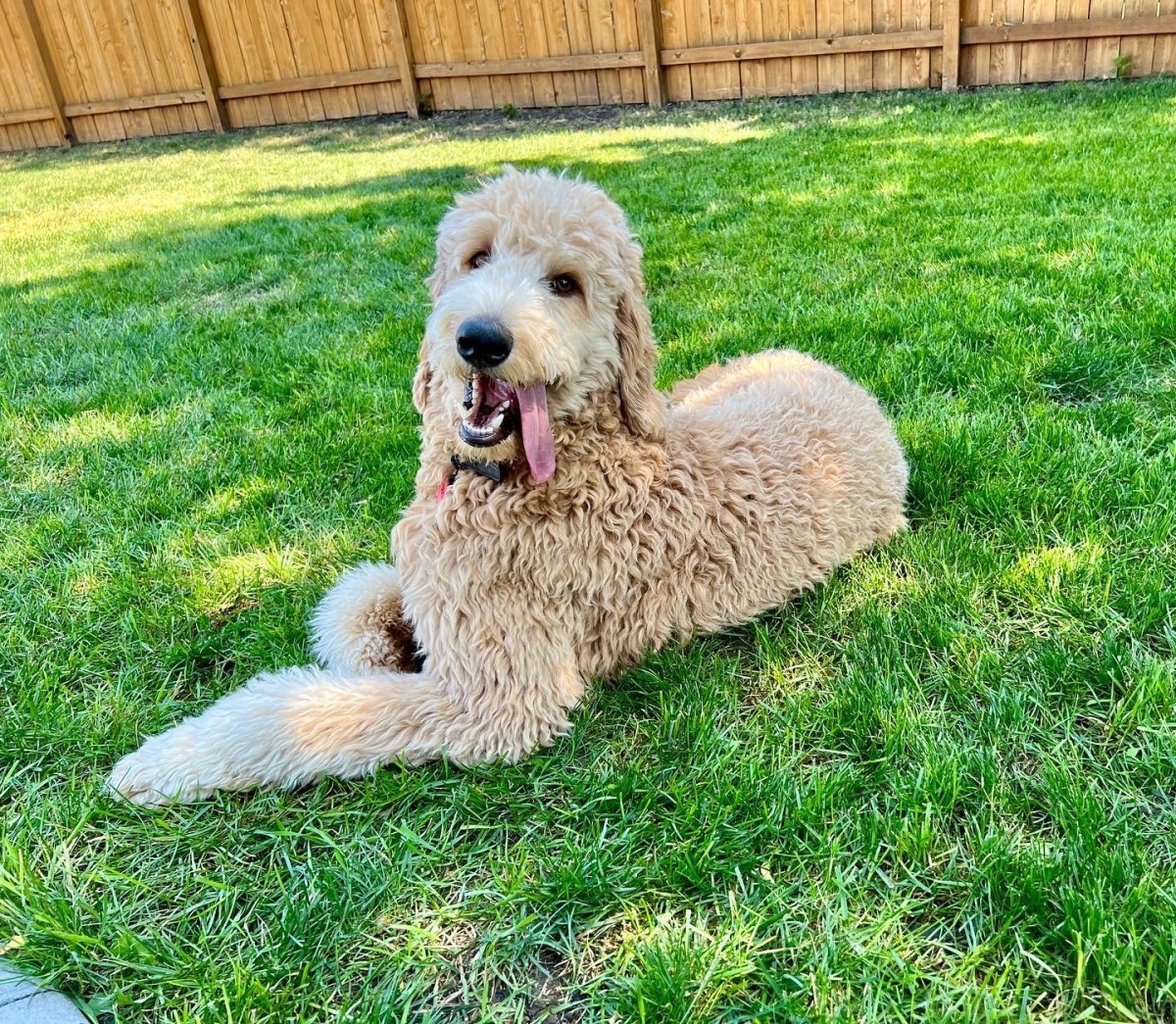 Adopt Cooper a Tan/Yellow/Fawn Goldendoodle dog in West Fargo, ND ...