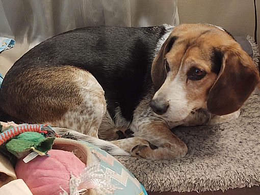 Clifton Park, NY - Beagle. Meet Joe a Pet for Adoption - AdoptaPet.com