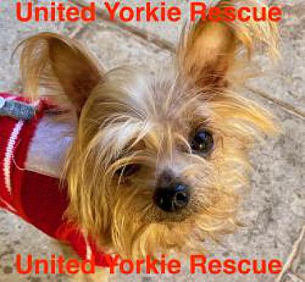 Stuart, FL - Yorkie, Yorkshire Terrier. Meet Abby a Pet for Adoption ...