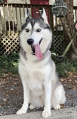 Greensboro, NC - Husky. Meet Mia a Pet for Adoption - AdoptaPet.com