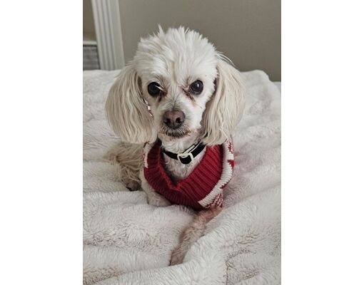 Tucson, AZ - Poodle (Miniature). Meet Wheatley a Pet for Adoption ...