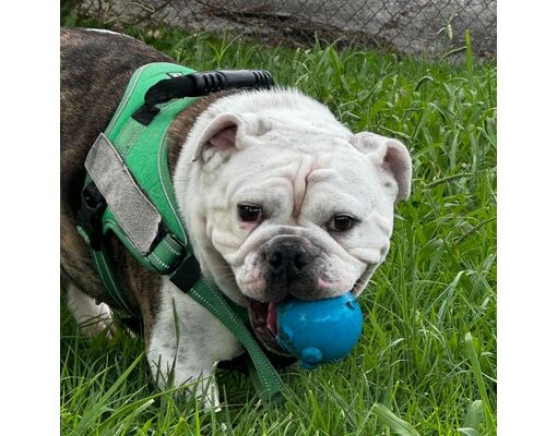 Jefferson City, TN - English Bulldog. Meet Peaches a Pet for Adoption ...