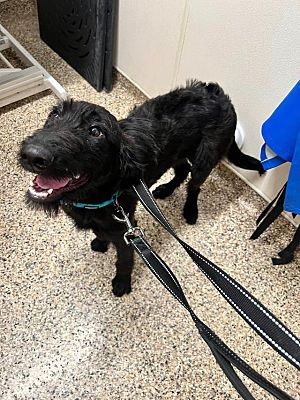 Fountain, CO - Belgian Malinois/Goldendoodle. Meet Tuna a Pet for ...