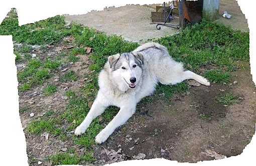 Bessemer, AL - Great Pyrenees/Alaskan Malamute. Meet Molly a Pet for ...