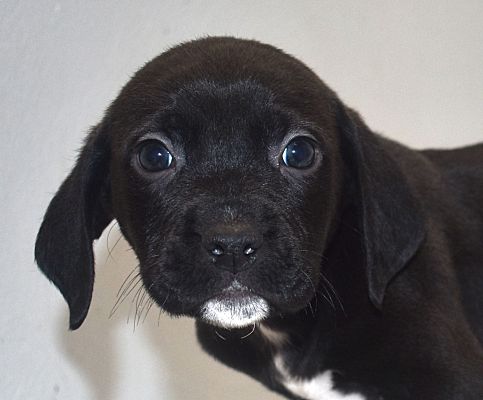 Springfield, OH - Beagle. Meet Chad a Pet for Adoption - AdoptaPet.com
