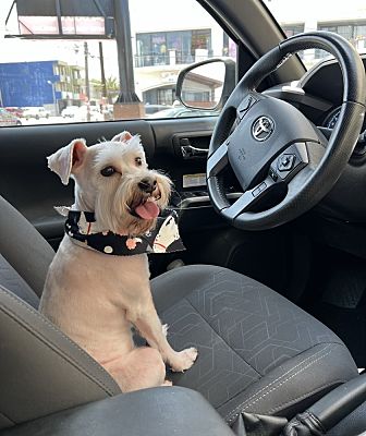Bonita, CA - Maltese/Schnauzer (Miniature). Meet Winnie the Pooh a Pet ...