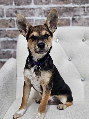 Fort Atkinson, WI - Mixed Breed (Small). Meet Stewie a Pet for Adoption ...