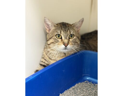 Springfield, MO - Domestic Shorthair. Meet Goose a Pet for Adoption ...
