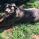 Mastiff Puppies - English Mastiff Puppies and Rescue