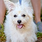 Maltere Puppies - Maltese Rescue and Adoption Near You