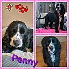 Cocker Spaniel Puppies - Rescue and Adoption Near You