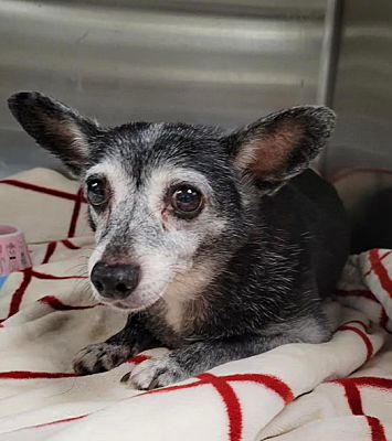 Creston, CA - Corgi/Australian Kelpie. Meet Blacky a Pet for Adoption ...