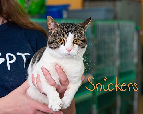 Somerset, PA - Domestic Shorthair. Meet Snickers a Pet for Adoption ...