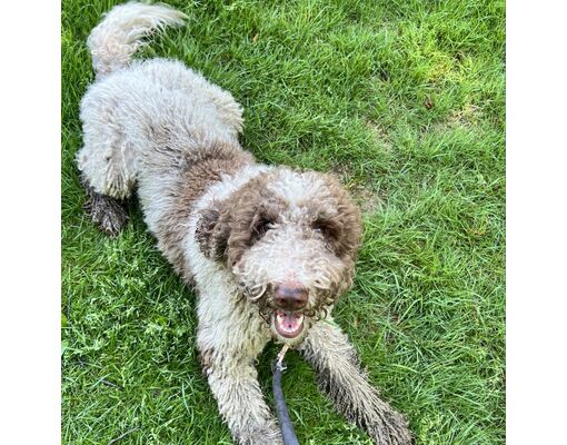 East Smithfield, PA - Poodle (Standard)/Mixed Breed (Medium). Meet ...