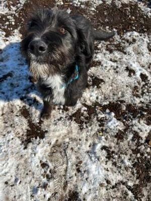 Pendleton, OR - Border Collie/Airedale Terrier. Meet Zoe (Blue Collar ...