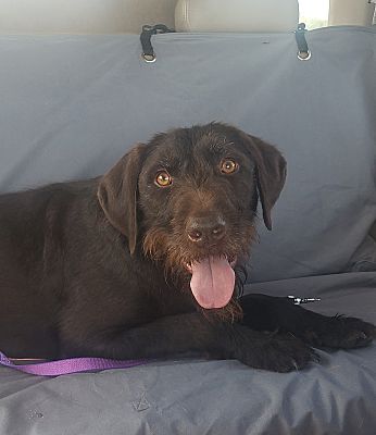 Minot, ND - German Wirehaired Pointer/Poodle (Standard). Meet Rogue a ...