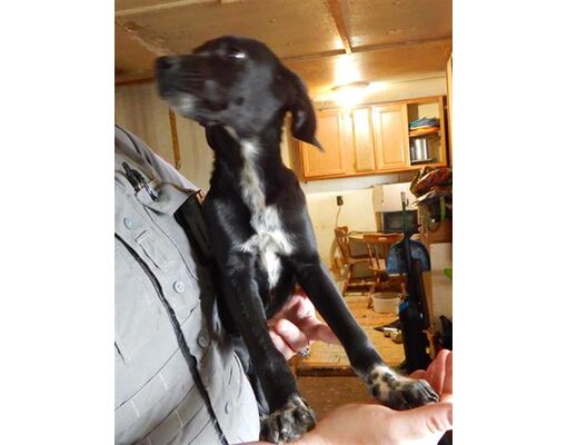 Casper, WY - Texas Heeler/Labrador Retriever. Meet ELEVEN a Pet for ...