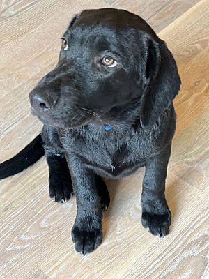 Charlotte, NC - Labrador Retriever/Beagle. Meet PUPPY MAXIMUM MAX a Pet ...
